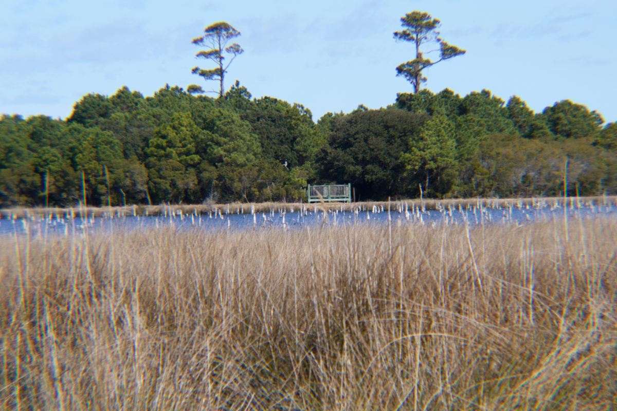Roanoke Island Marshes Midgett Impoundment Birders Paradise | Outer ...